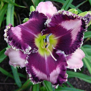 FABULOUS BLACK PEARL | Mountain View Daylily Nursery
