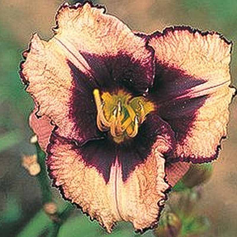 Swashbuckler Bay Boy | Mountain View Daylily Nursery